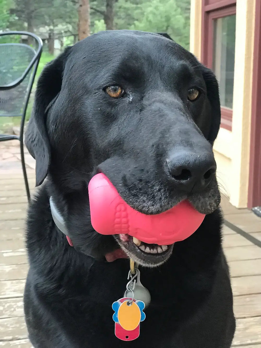 Sodapup MKB Skull - Chew Toy - Treat Dispenser – The Pet Store Victoria