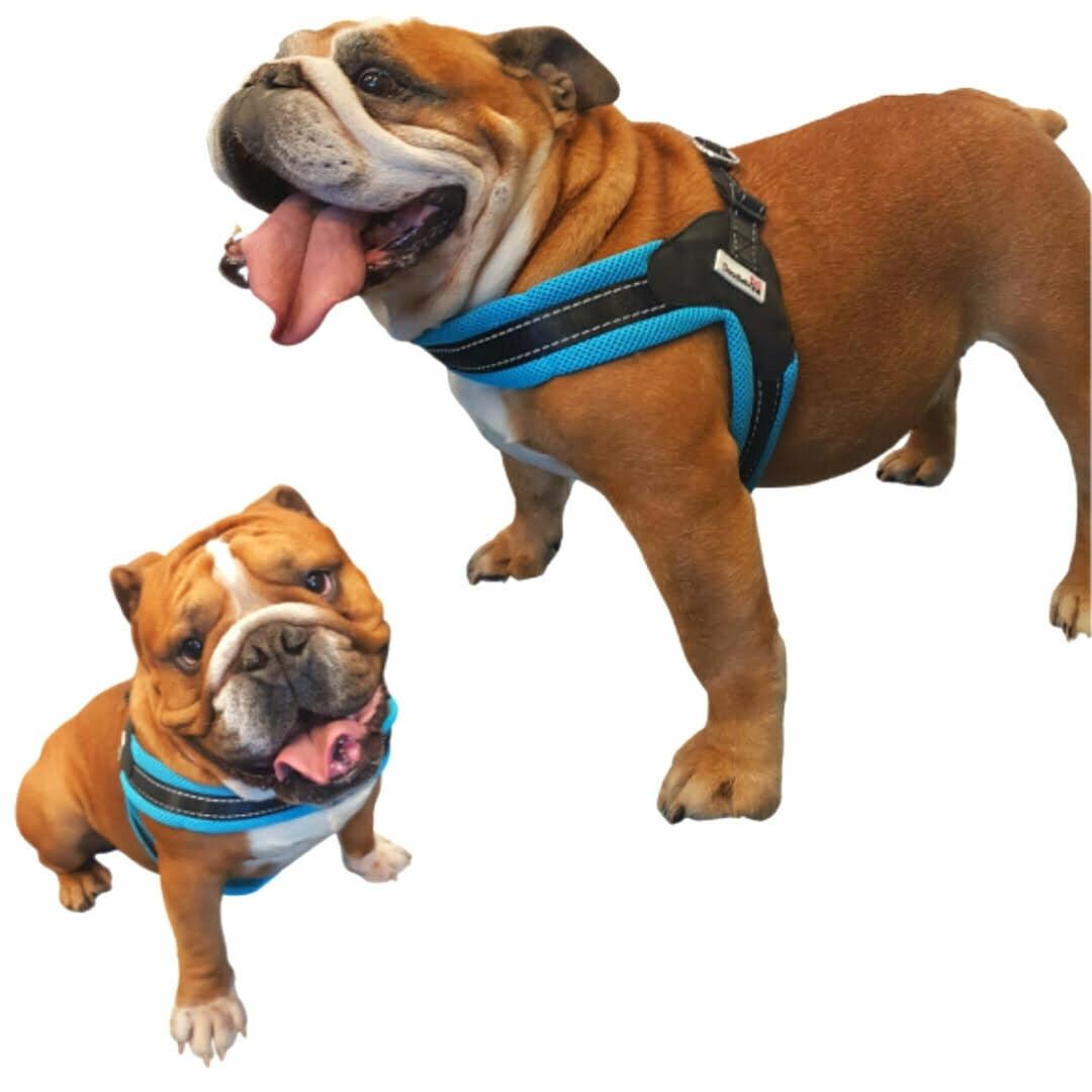 Doodlebone® Boomerang Dog Harness - 2 colours, 4 sizes – The Pet Store ...